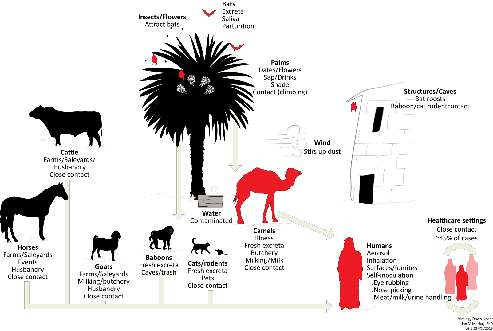 Camels, Cattle and Coronavirus: the Hunt Must Continue