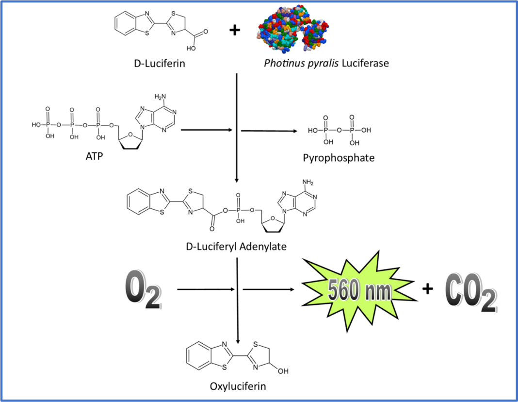 The Application of ATP Bioluminescence for Rapid Monitoring of ...